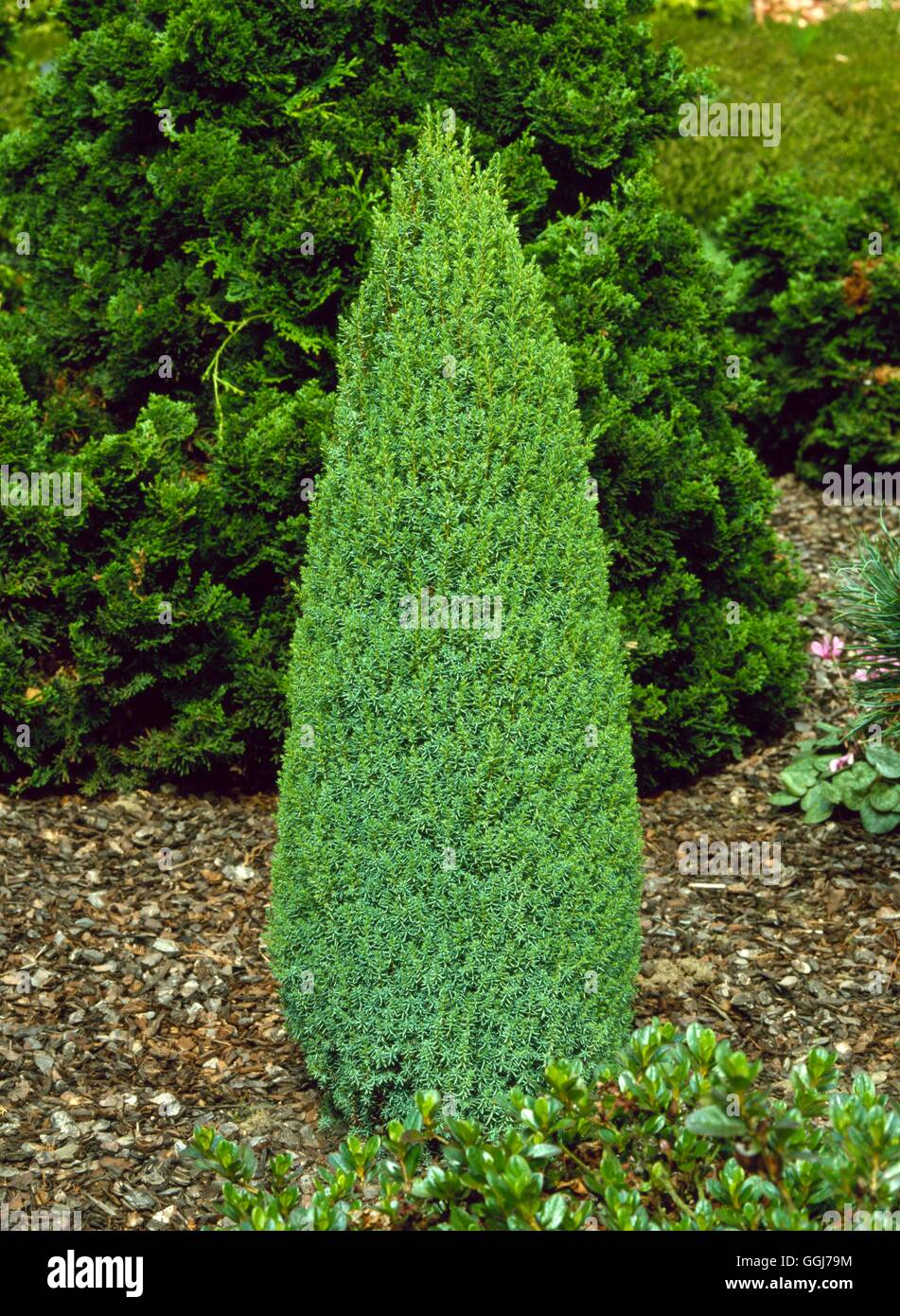 Juniperus Communis Compressa